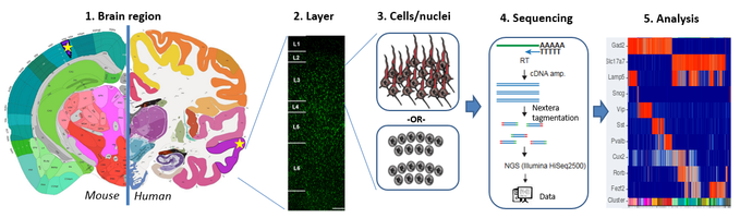 UCSC Cell Browser